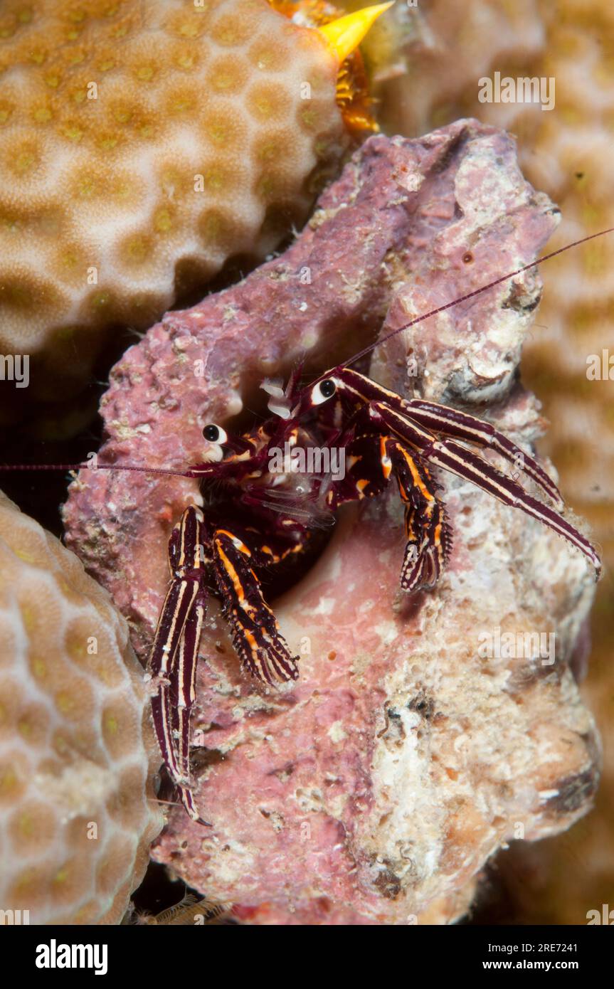 Zebra Hermit Crab, Pylopaguropsis zebra, Wayil dive site, Wayilbatan ...