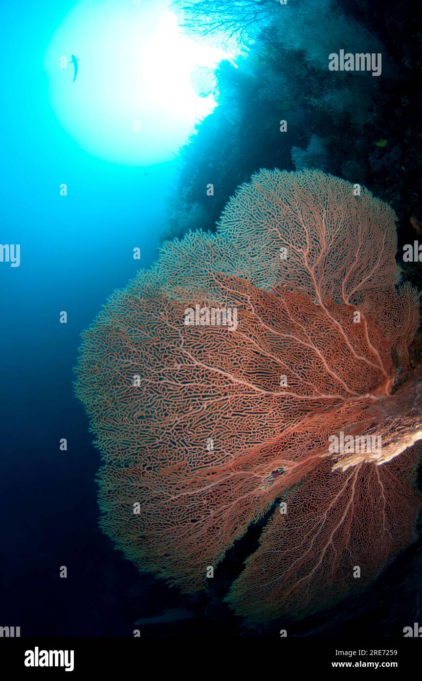 Gorgonian Sea Fan, Anella mollis, with sun, Boo Point East dive site ...