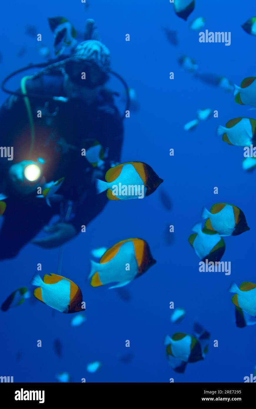 Pyramid Butterflyfish, Hemitaurichthys polylepis, school with diver ...