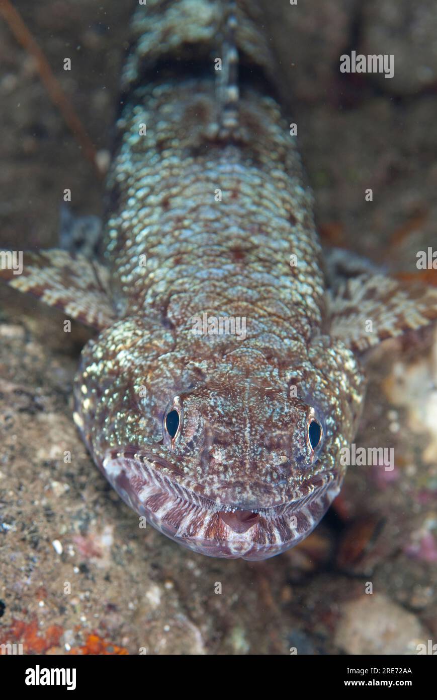 Slender Lizardfish, Saurida gracilis, Maulana Hotel dive site, Banda ...
