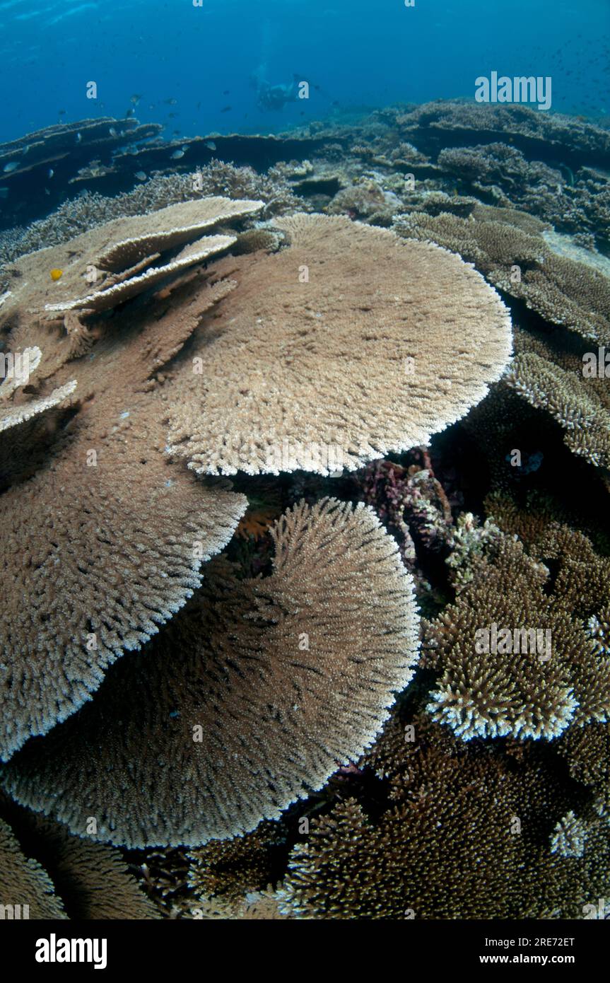 Divers passing Large Table Coral, Acropora sp,, Lava flow dive site ...