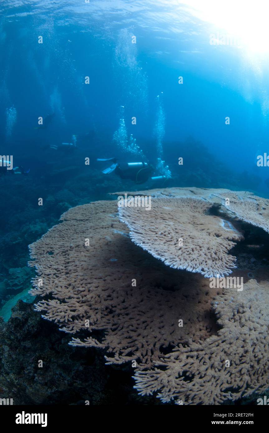 Divers passing Large Table Coral, Acropora sp,, Lava flow dive site ...