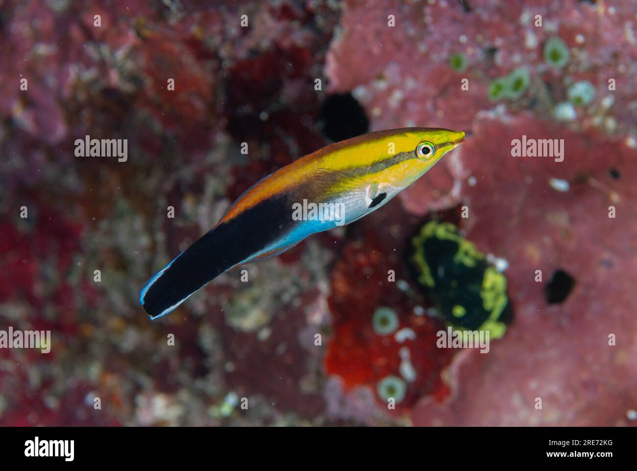 Labroides Pectoralis