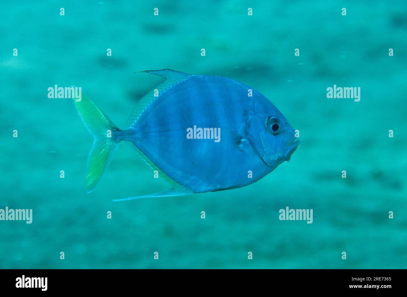 Longfin cavalla hi-res stock photography and images - Alamy