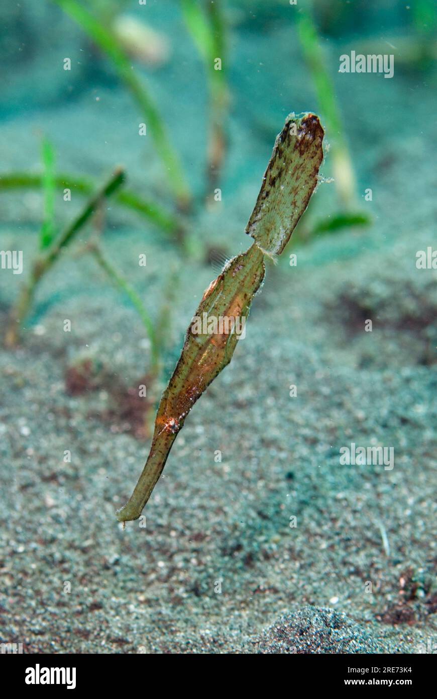 Robust Ghost Pipefish, Solenostomus cyanopterus, Aer Bajo dive site ...