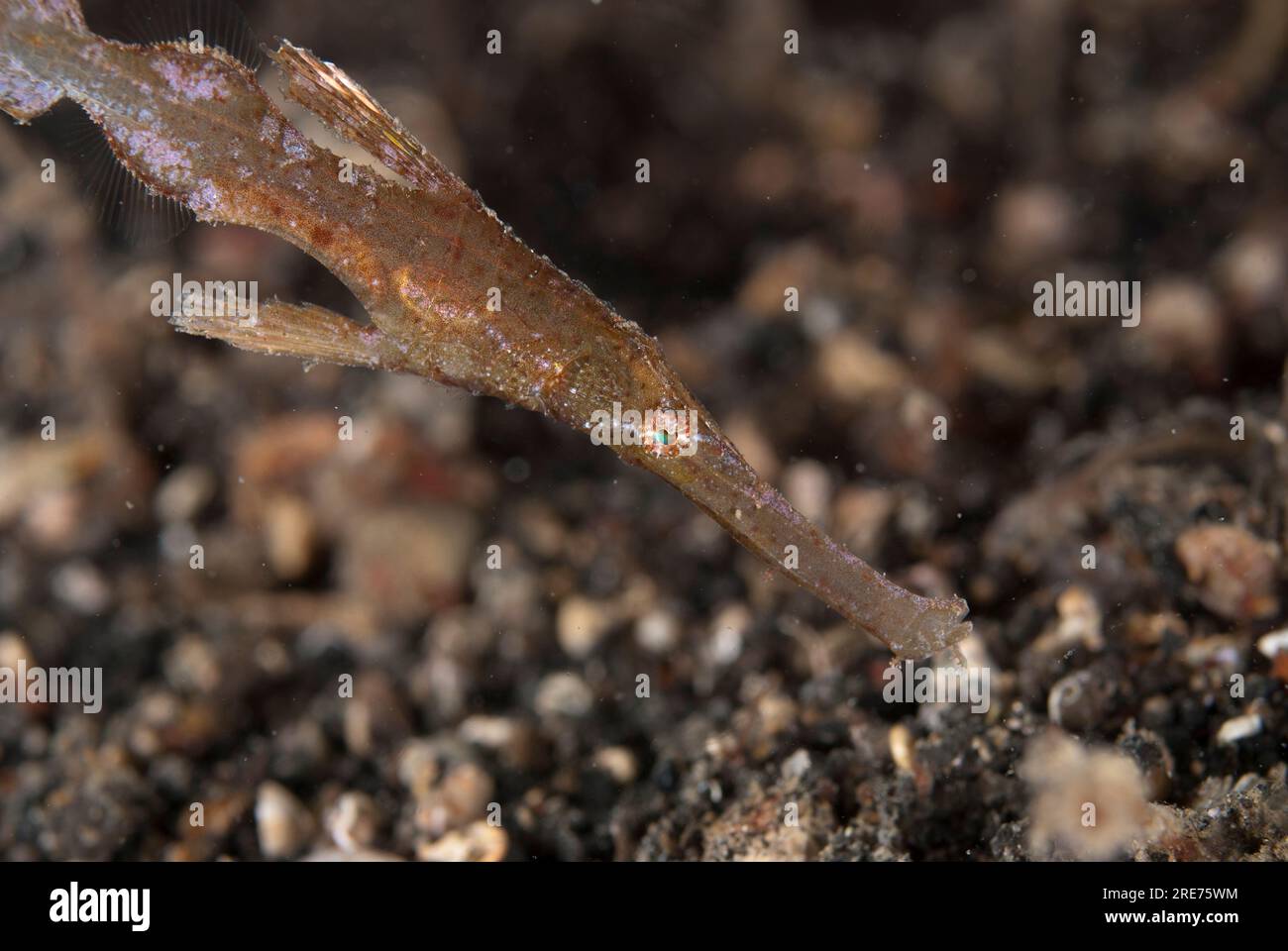Robust Ghost Pipefish, Solenostomus cyanopterus, Retak Larry dive site ...