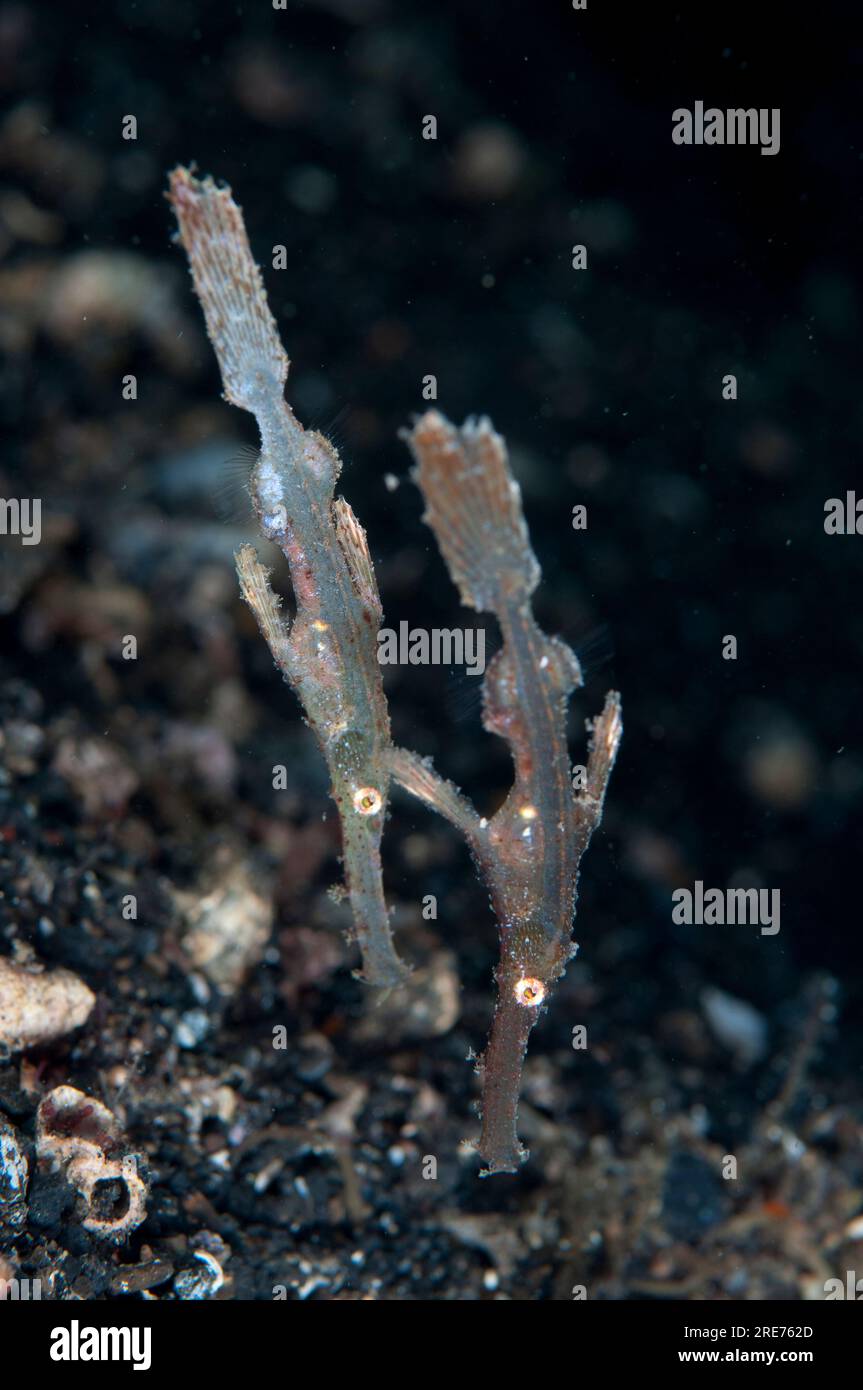 Pair of Robust Ghost Pipefish, Solenostomus cyanopterus, Retak Larry ...