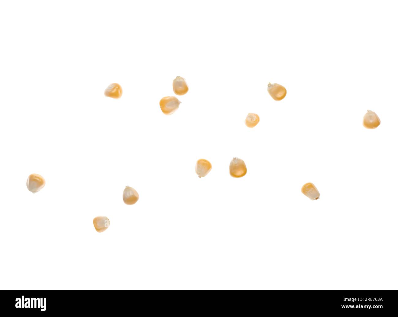 Flying corn kernels isolated on white background Stock Photo - Alamy