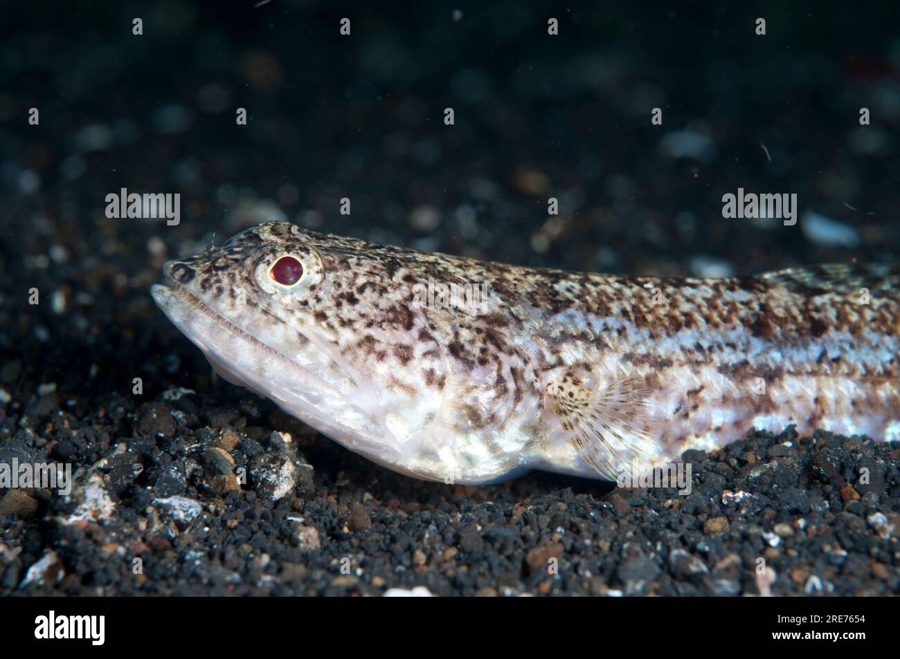 Snakefish, Trachinocephalus myops, partially buried in sand waiting to ...