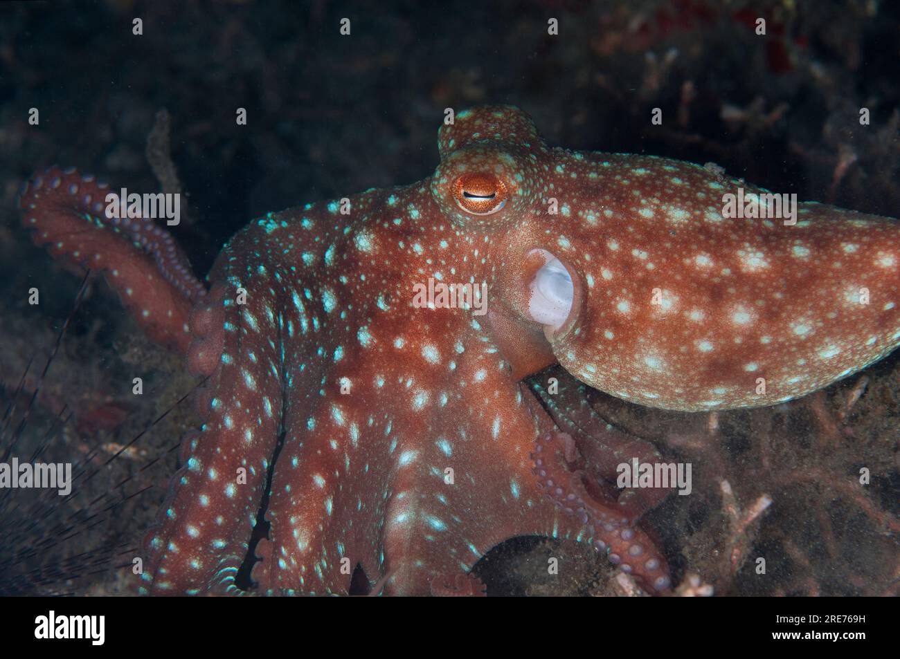 Starry Night Octopus, Callistoctopus luteus, hunting, night dive, Retak ...