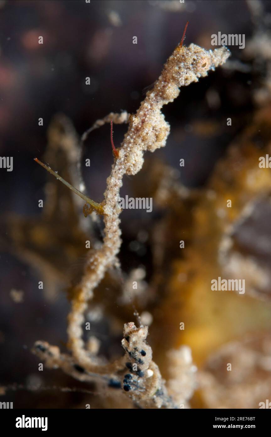 Thread Pipefish, Kyonemichthys rumengani, with extended fin, Nudi ...