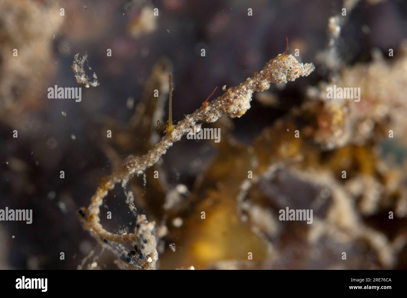Thread Pipefish, Kyonemichthys rumengani, with extended fin, Nudi ...