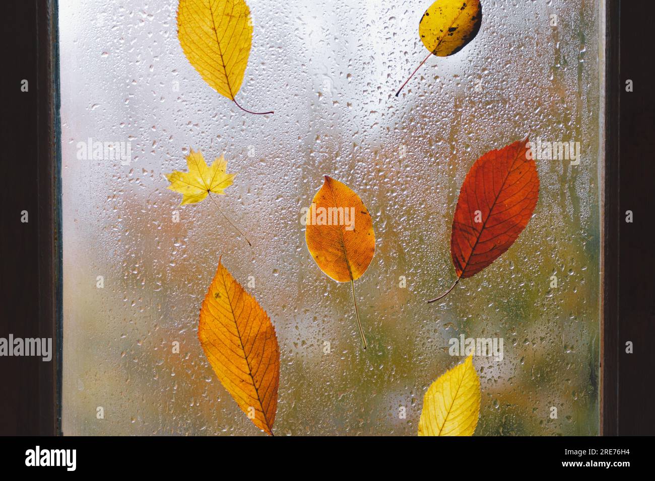 Autumn leaves stuck to the window that gets wet from rain drops. Cozy ...