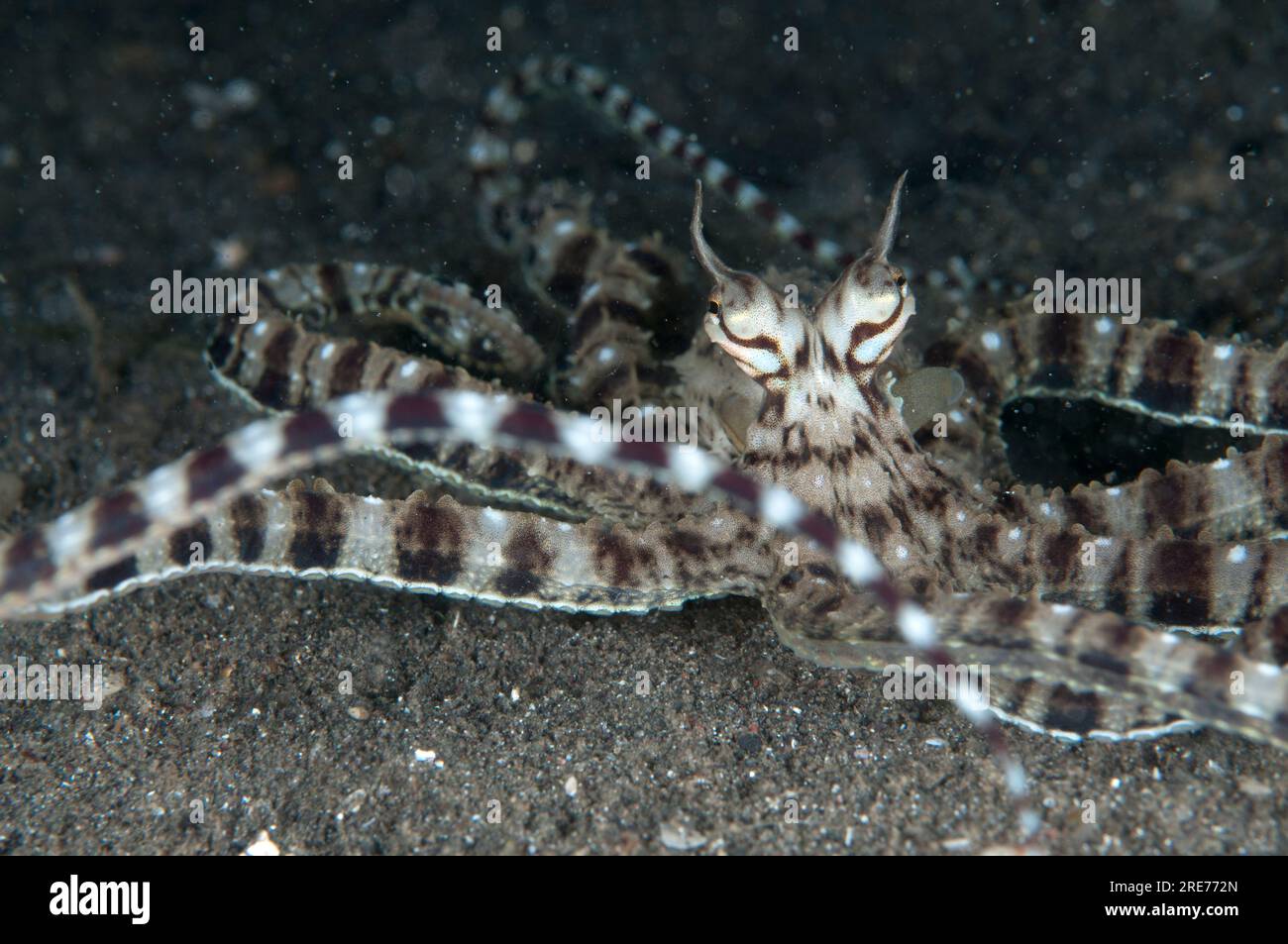 Mimic Octopus, Thaumoctopus mimicus, Joleha dive site, Lembeh Straits ...