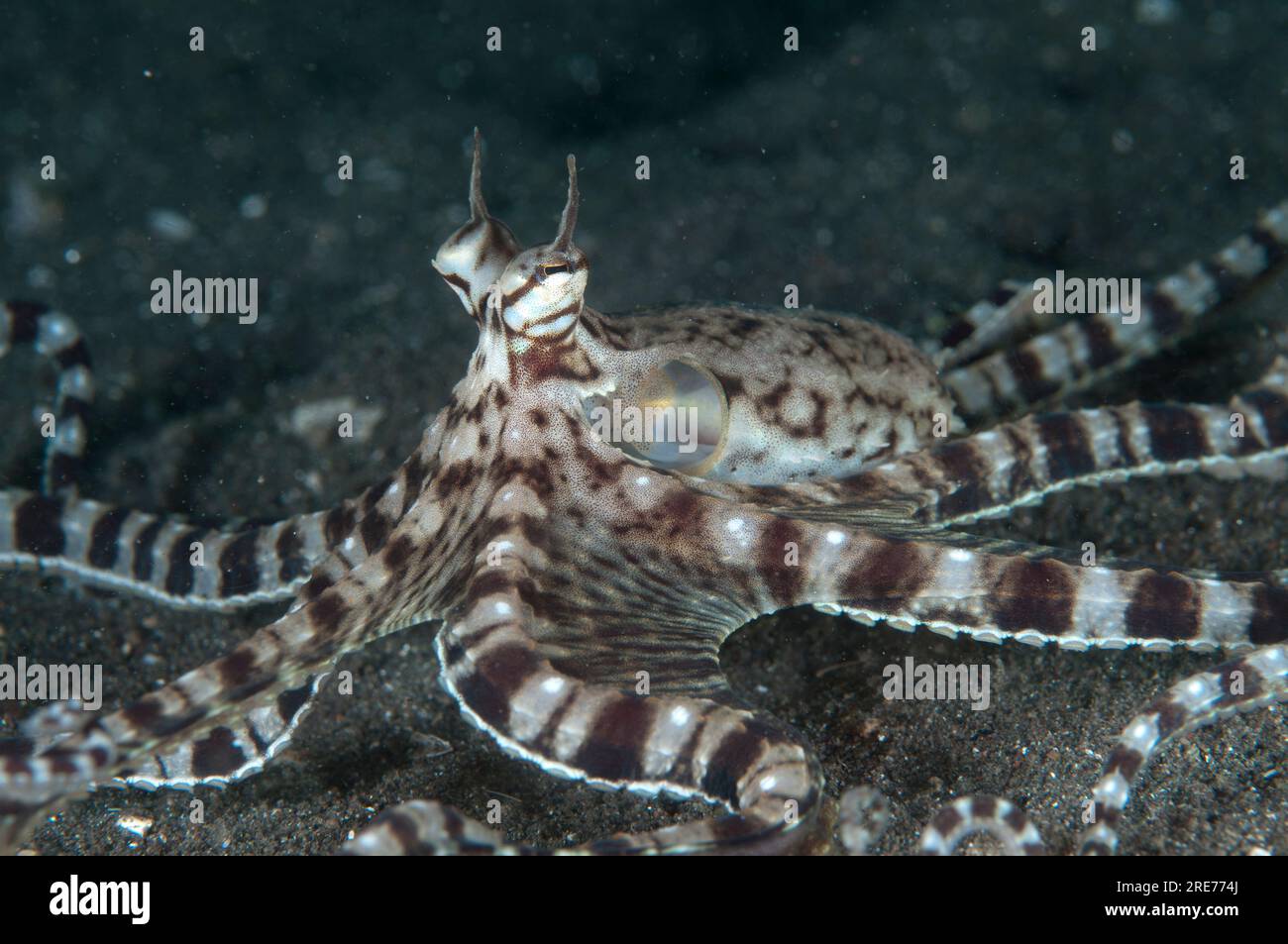 Mimic octopus underwater indonesia scuba hi-res stock photography and ...