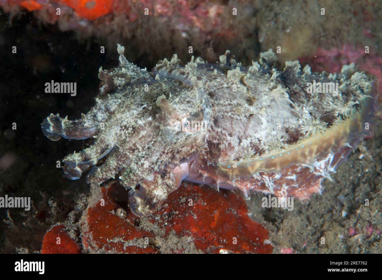 Stumpy-spined cuttlefish, Sepia bandensis, night dive, Hairball dive ...