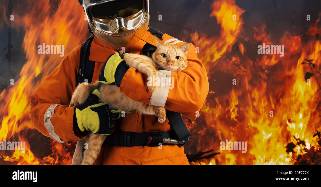 Firefighter carrying cat out from burning area Stock Photo - Alamy