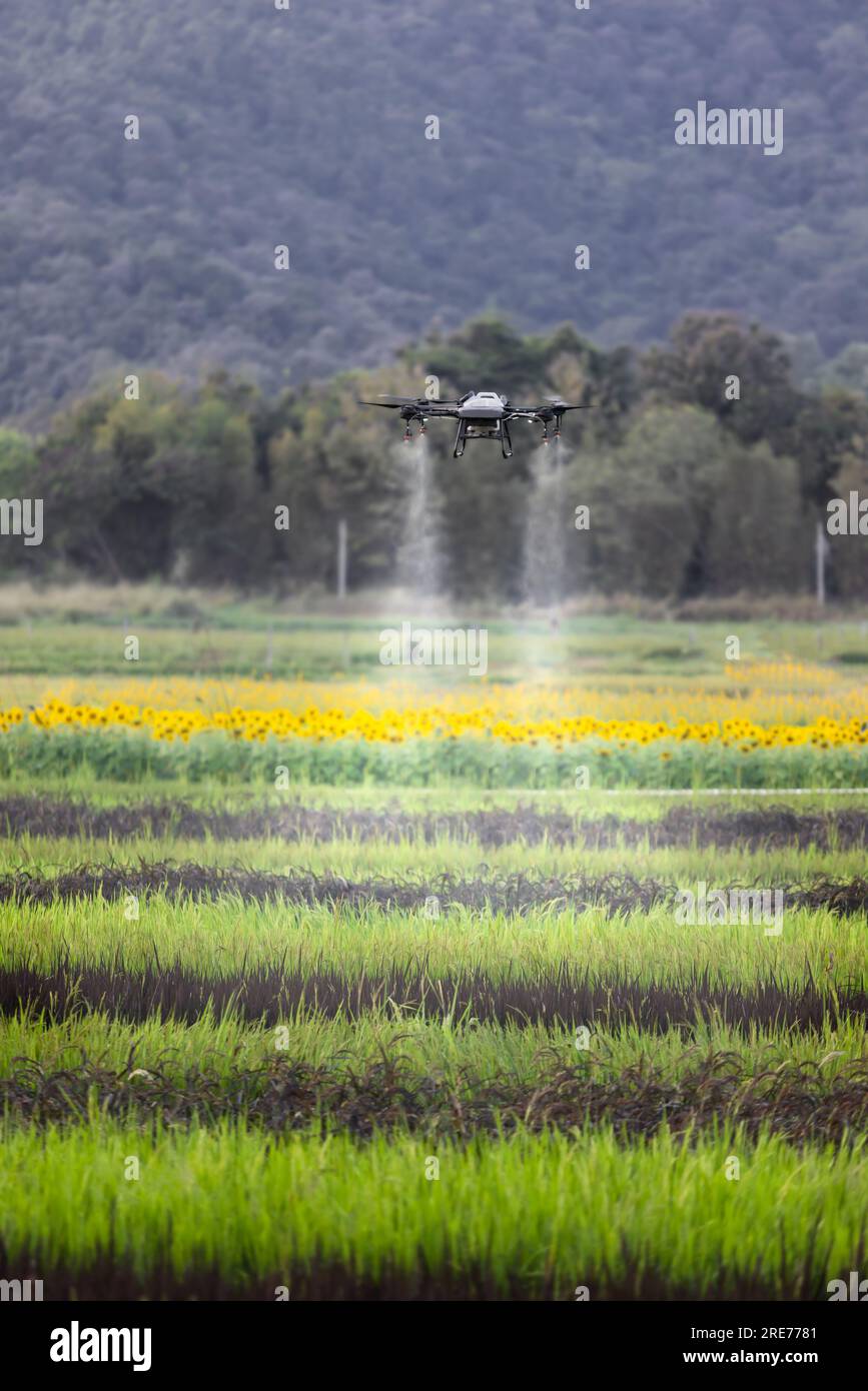 Drone spray pesticide on rice field Stock Photo - Alamy