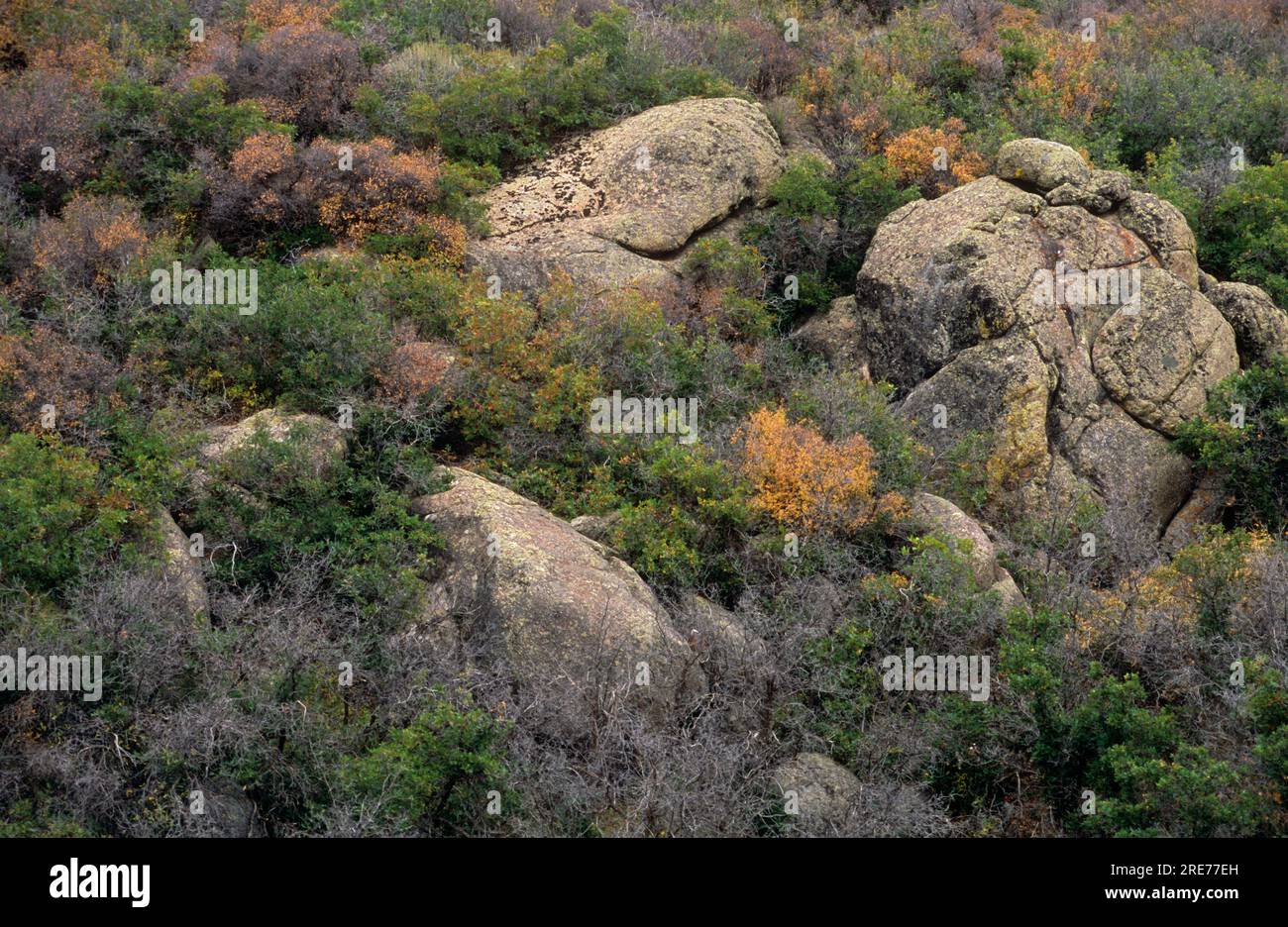 Quercus gambelii (Gambell Oak) growing among large granite boulders in ...