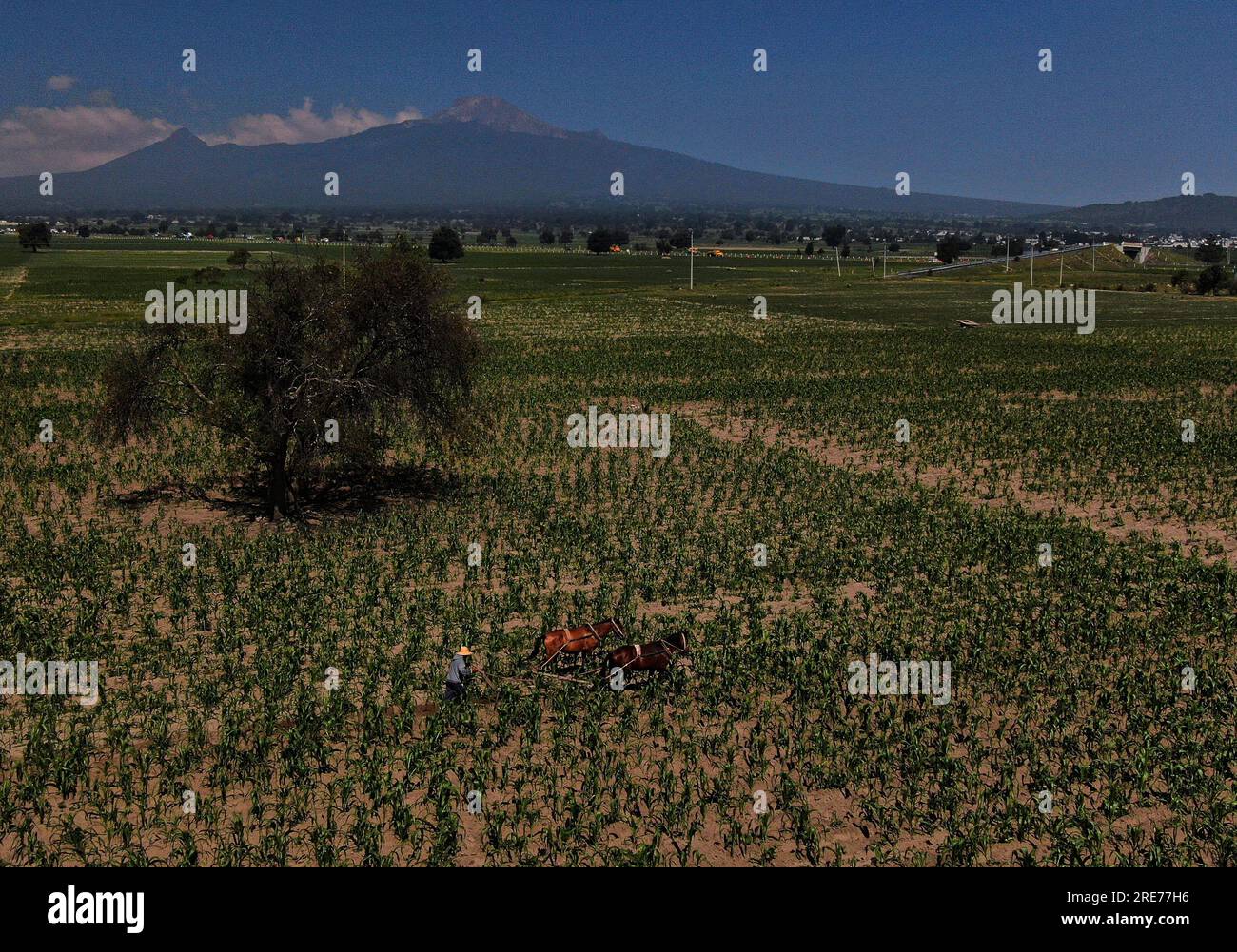 A farmer weeds a corn field with a horse-drawn plow, backdropped by the ...
