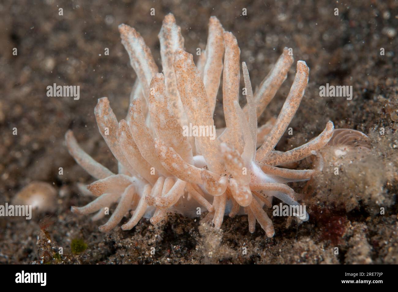Cryptic Phyllodesmium Nudibranch, Phyllodesmium crypticum, Aer Bajo ...