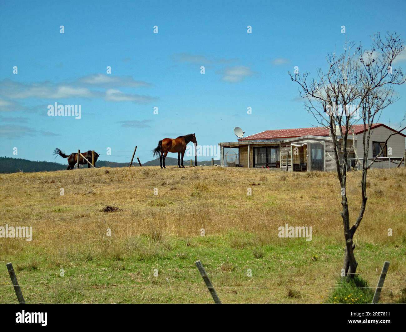 New zealand batch hi-res stock photography and images - Alamy