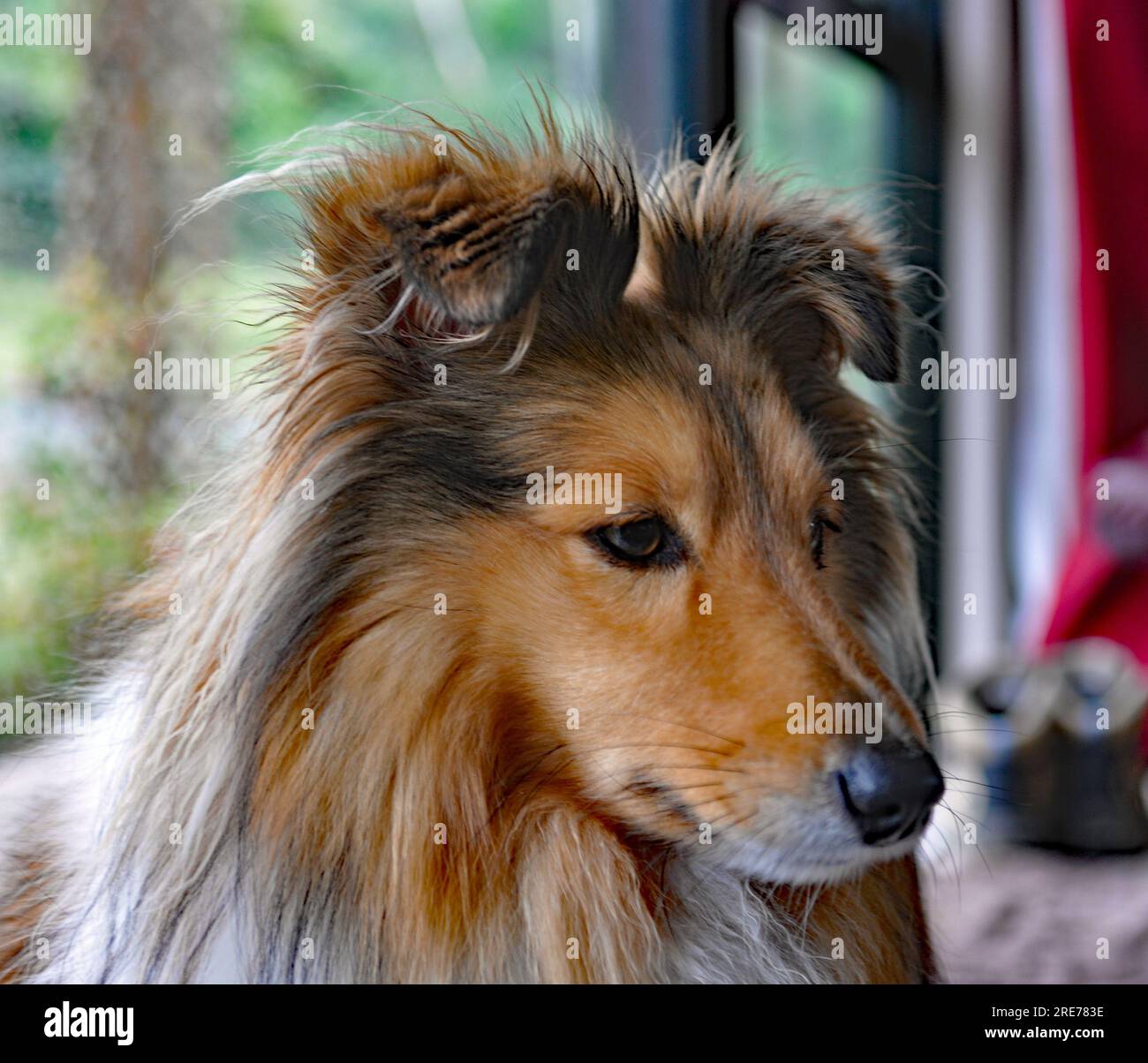 Shelties hi-res stock photography and images - Alamy