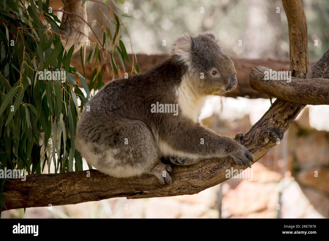 this is a side view of an Australian koala Stock Photo - Alamy