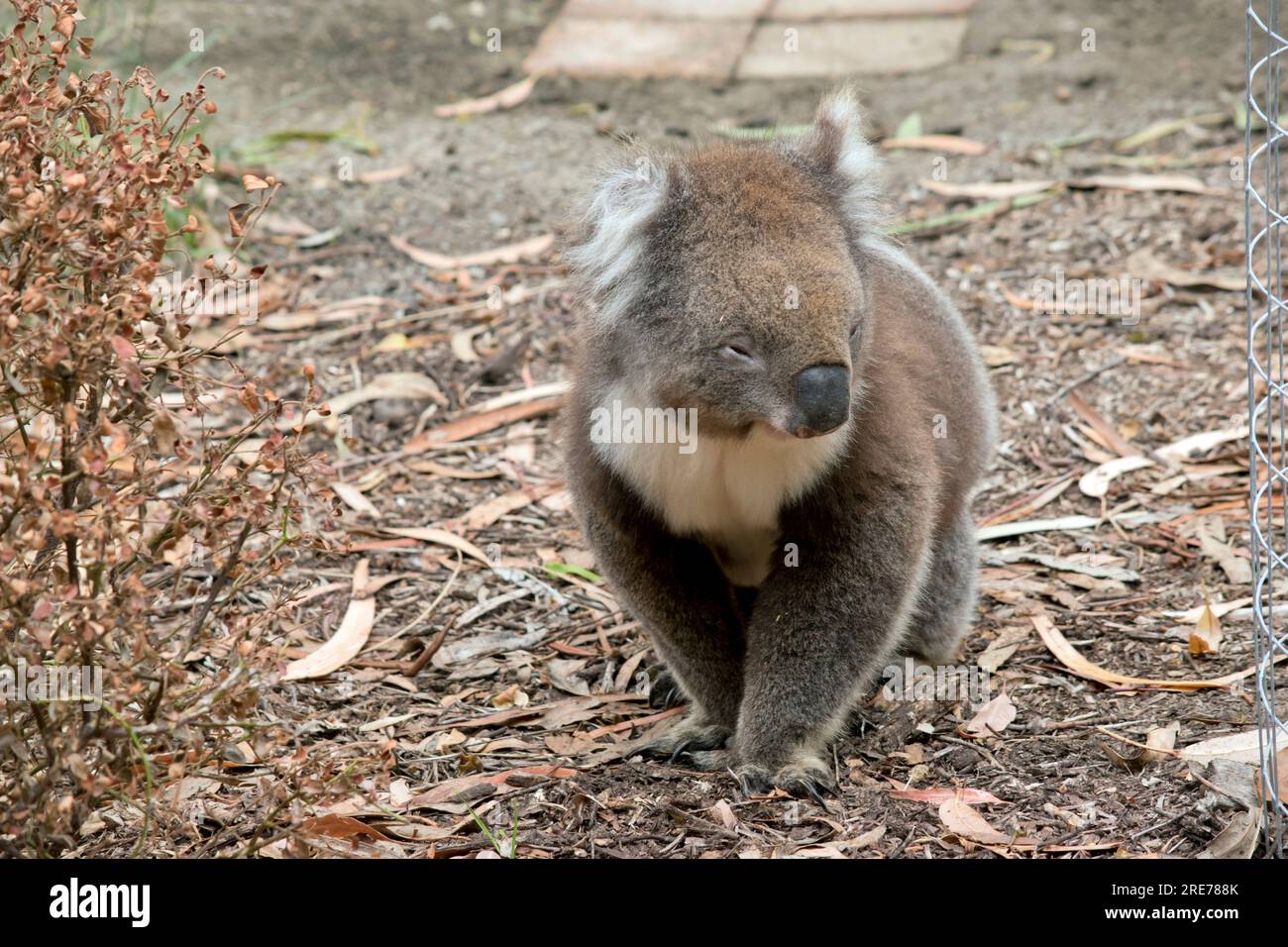 the Koala has a large round head, big furry ears and big black nose ...