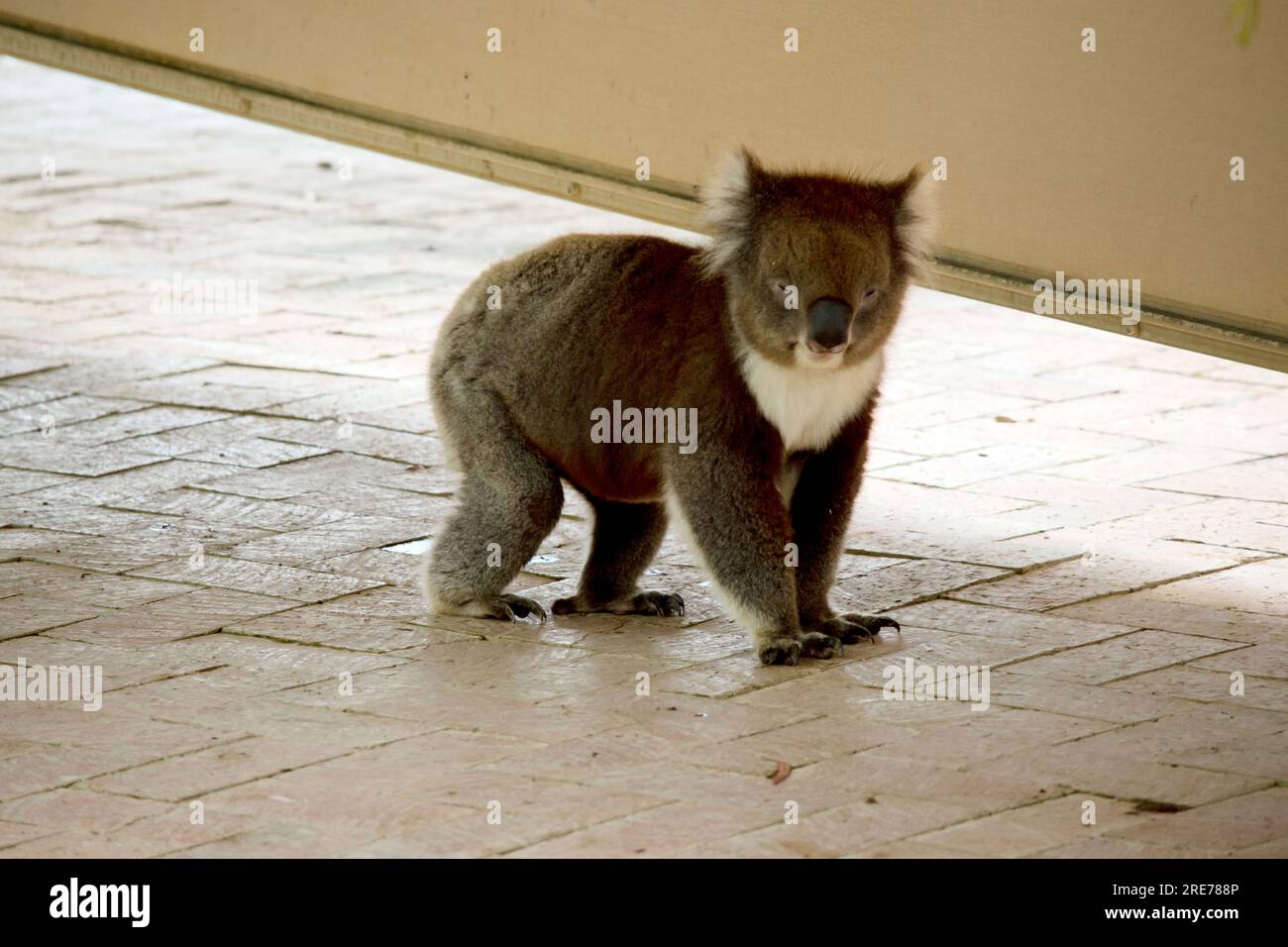 the Koala has a large round head, big furry ears and big black nose ...