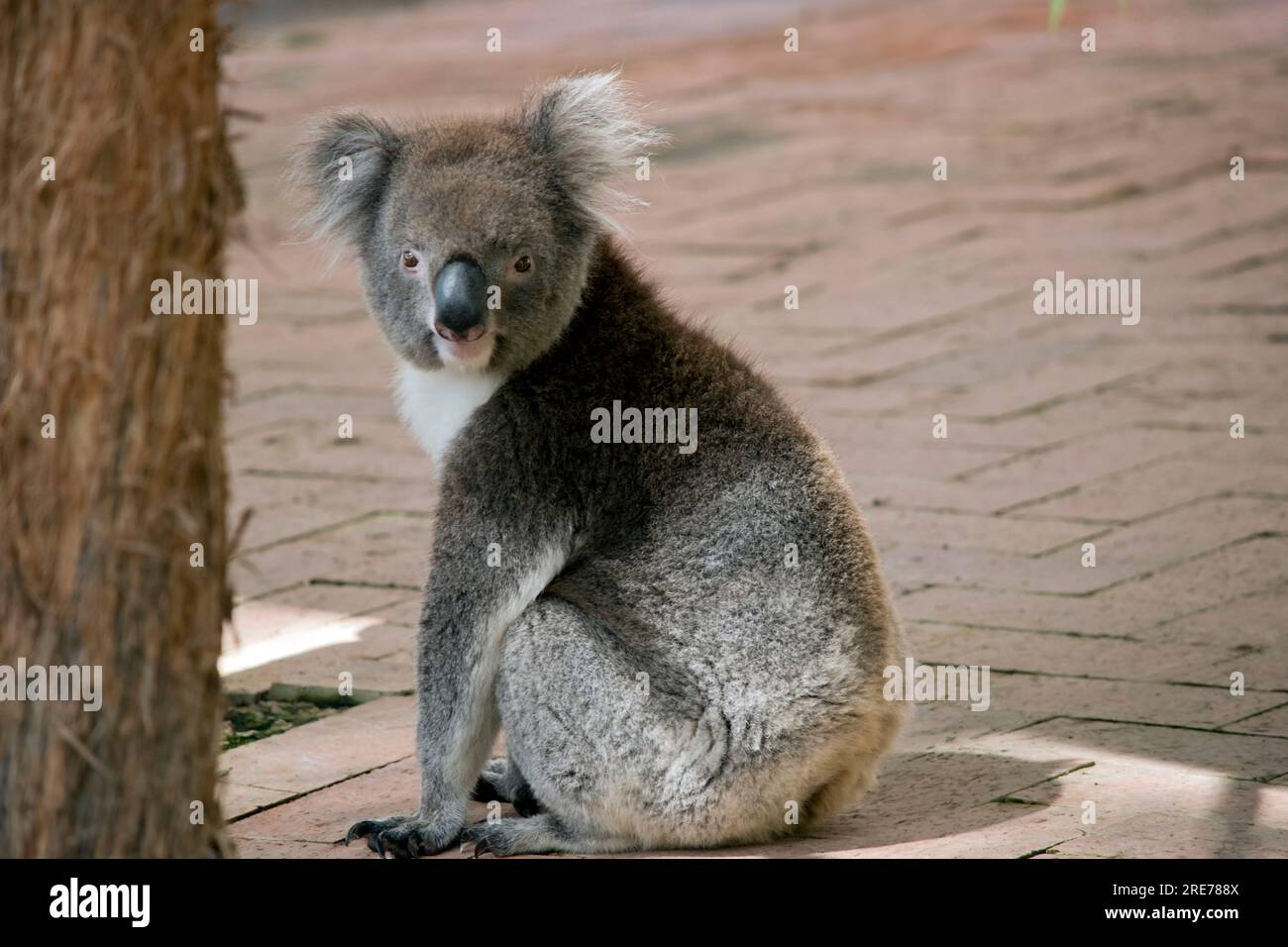 The Koala has a large round head, big furry ears and big black nose ...