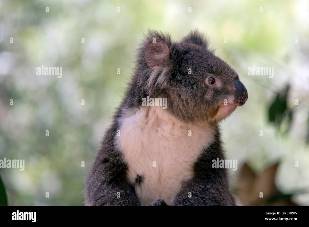 The Koala has a large round head, big furry ears and big black nose. Their fur is usually grey ...