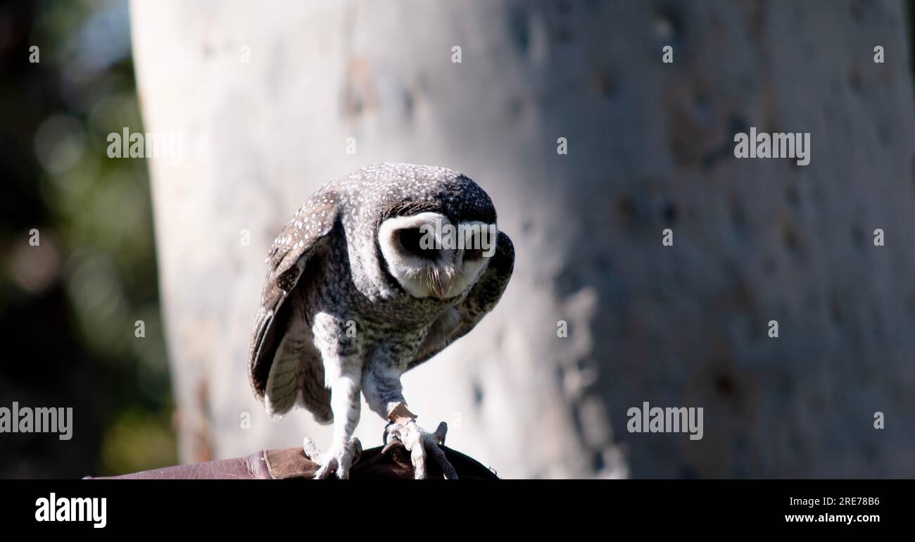 The lesser sooty owl is a dark sooty-grey in color, with large eyes in ...