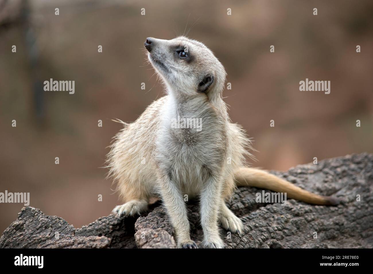 meerkats are extremely cute, with bushy, brown-striped fur, a small ...