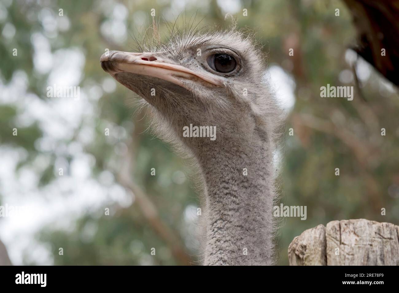The ostrich is the largest and heaviest living bird in the world they ...