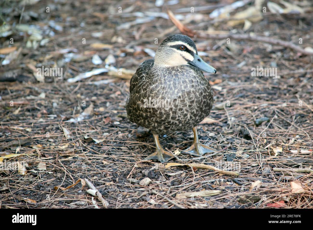 the pacific black duck has a dark body and a paler head with a dark ...