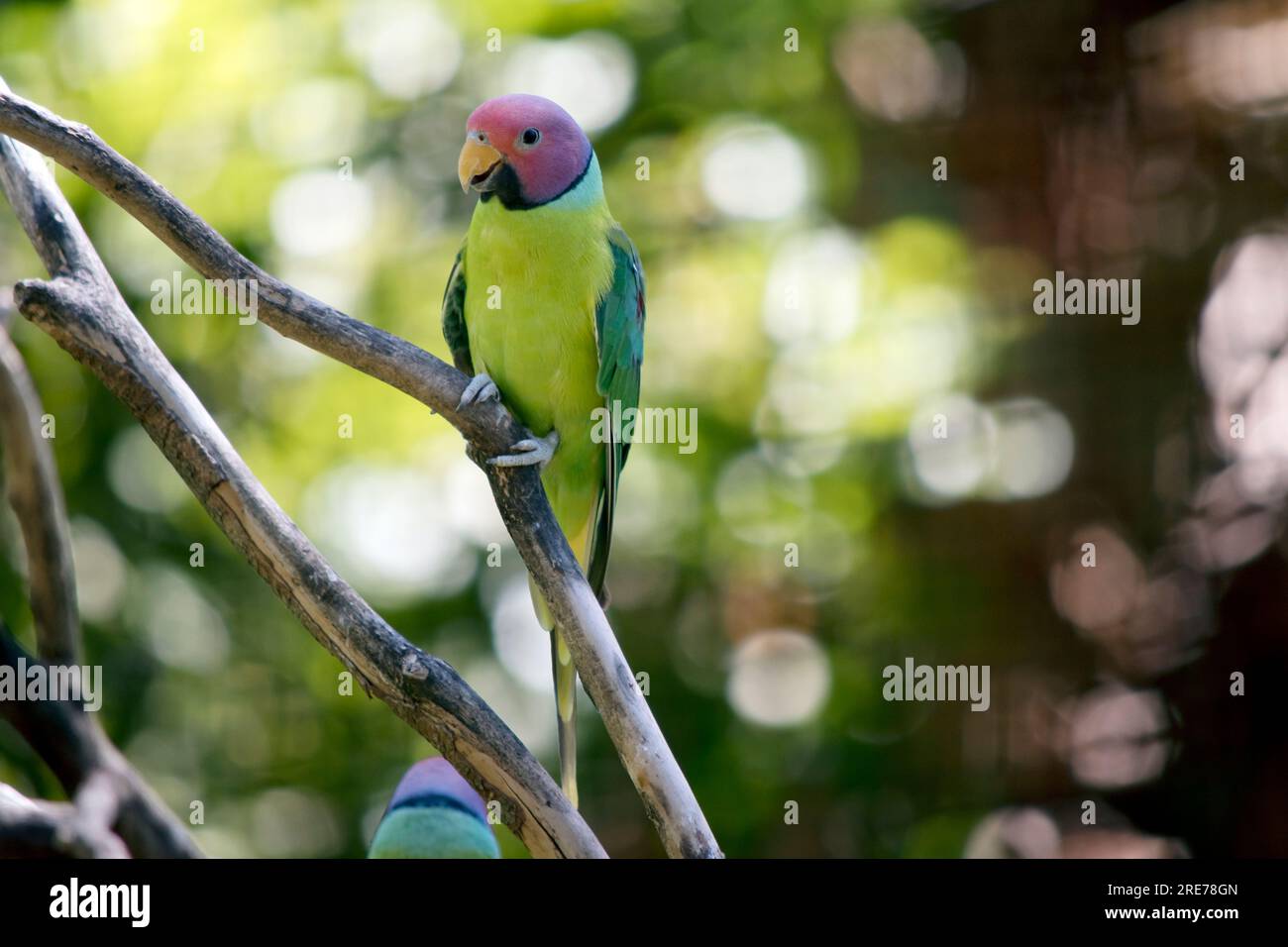 the plum headed parakeet has a green body and wings with a plum colored ...