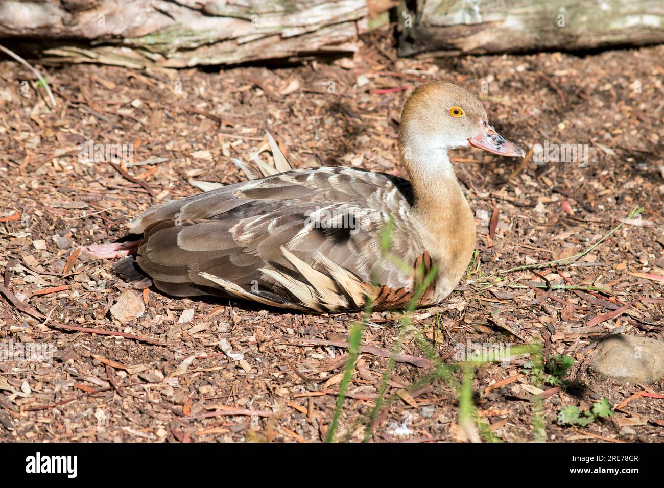The plumed whistling duck's face and foreneck are light, the crown and ...
