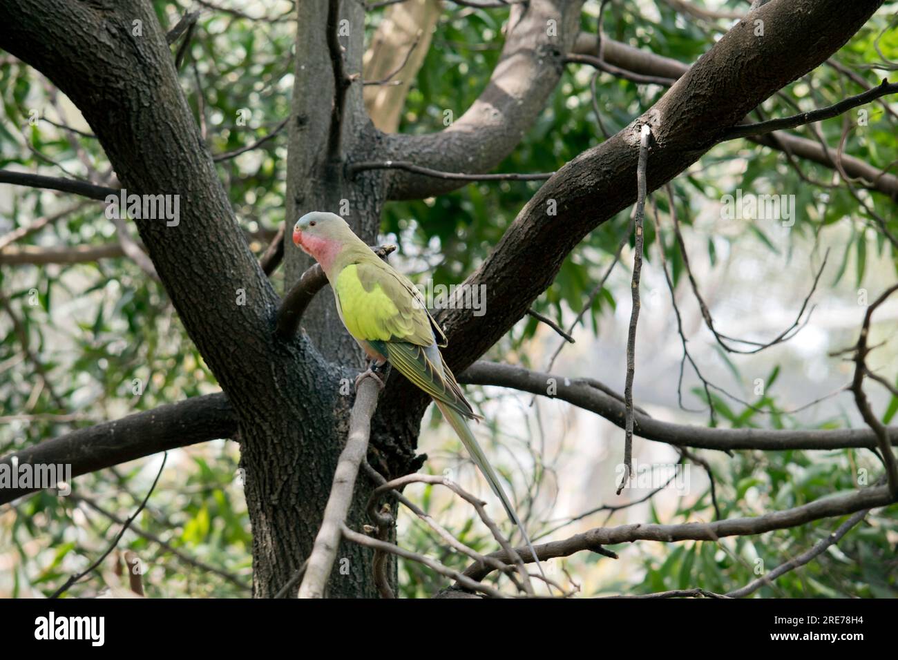 Parrot in the tree hi-res stock photography and images - Alamy