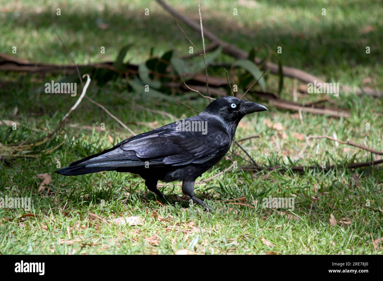 Australian Ravens are black with white eyes in adults. The feathers on ...
