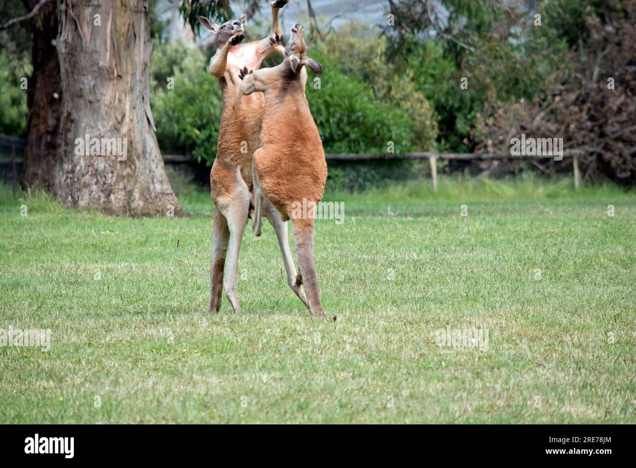 the two male kangaroos are fighting over who will end up mating with ...
