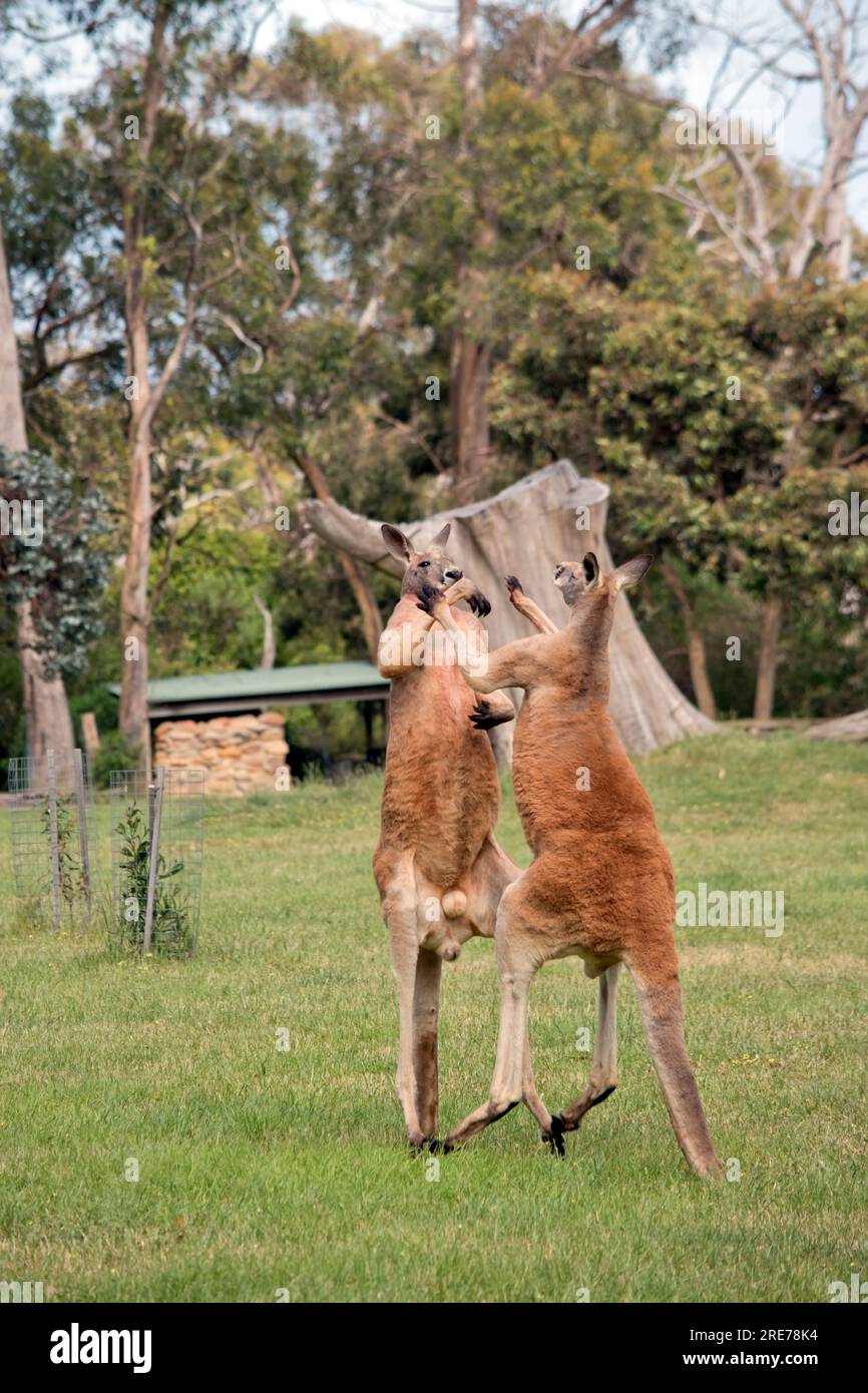 the two male red kangaroos are fighting for the dominant position in ...