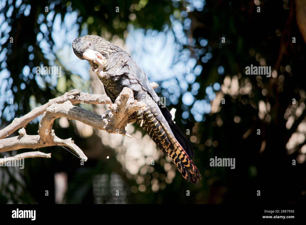 The Red-tailed Black-Cockatoo is mostly glossy black and has an ...