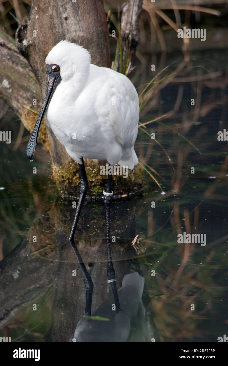 the royal spoonbill is a large white sea bird with a black bill that ...