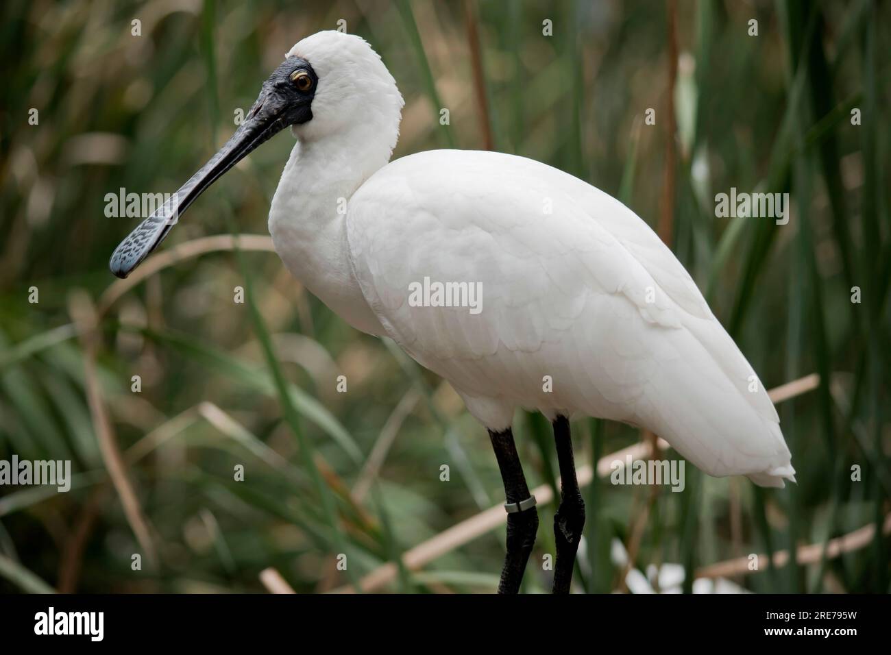 The royal spoonbill is a large white sea bird with a black bill that ...