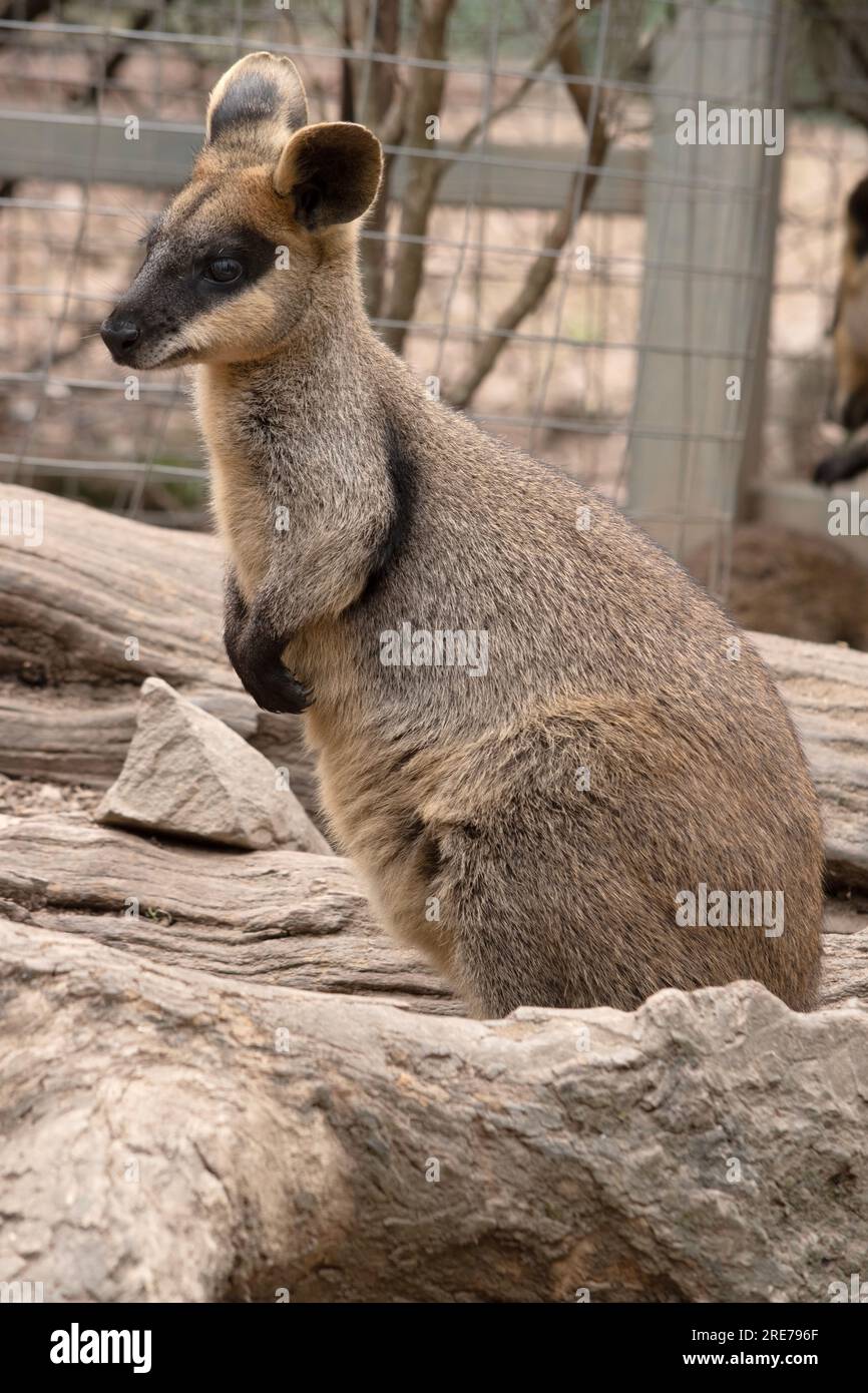 The swamp wallaby has dark brown fur, often with lighter rusty patches ...