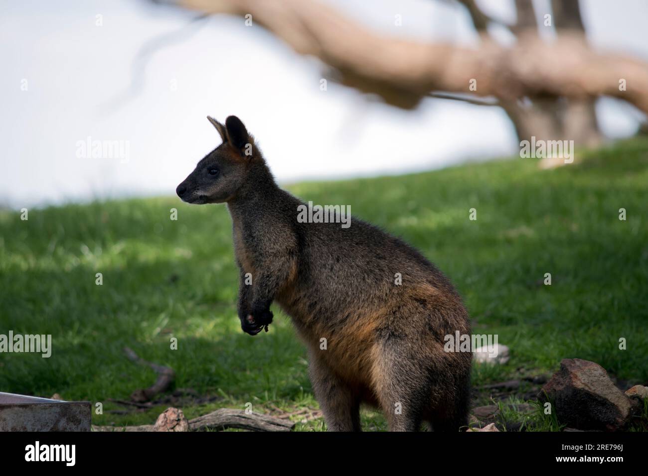 the swamp wallaby is resting on its hind legs Stock Photo - Alamy