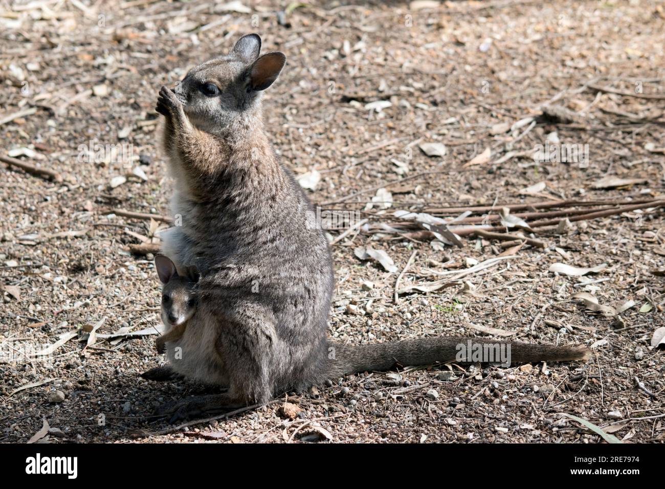 the tammar wallaby is a small marsupial with a grey coat and tan arms ...
