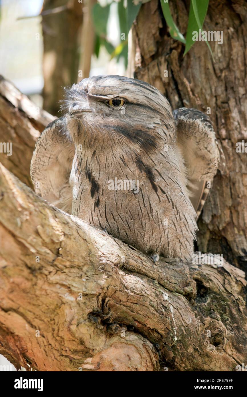 the tawny frogmouth plumage is mottled grey, white, black and rufous ...