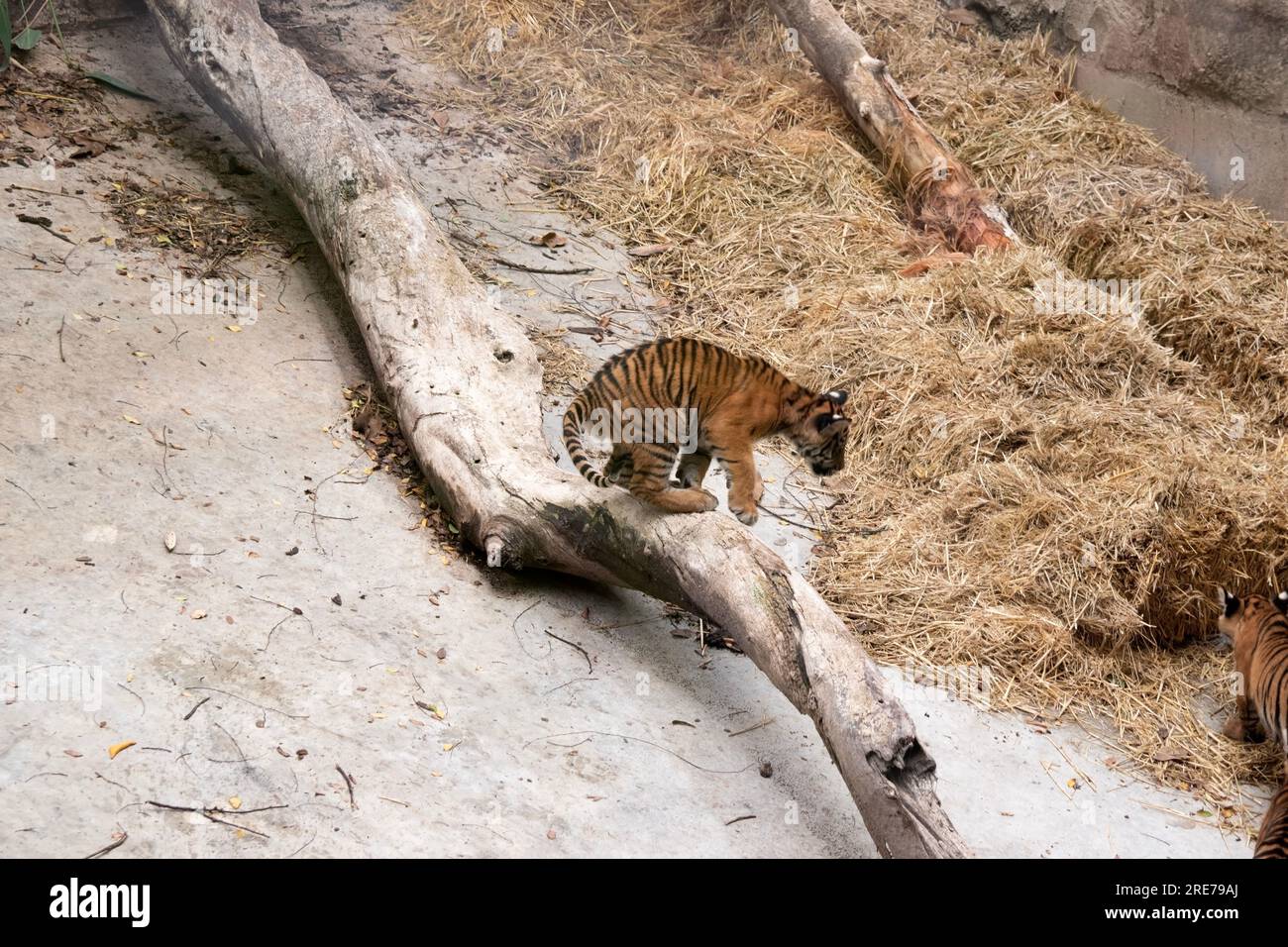 Tiger cubs are born small, blind, and weak. They're born with all their ...